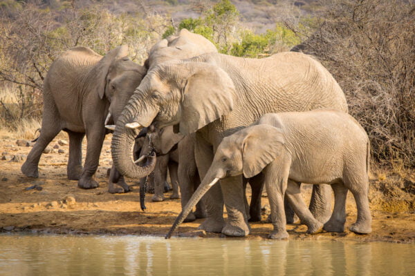 Big 5 Game Drives - Shepherds Tree Game Lodge