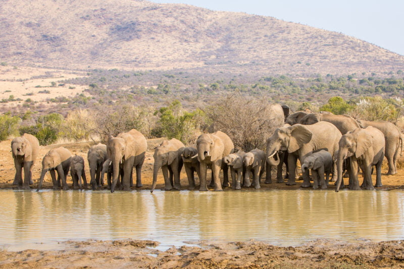 Big 5 Game Drives - Shepherds Tree Game Lodge